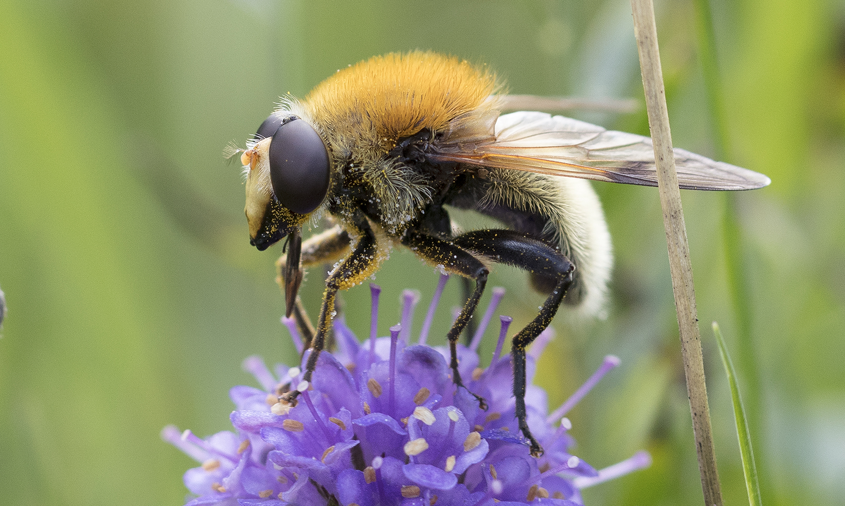 Brun Bjørnesvirreflue (Arctophila superbiens) | NATURBESKYTTELSE.DK
